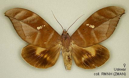 Papua Insects Foundation (Lepidoptera/Erebidae (Calpinae, Phyllodini ...